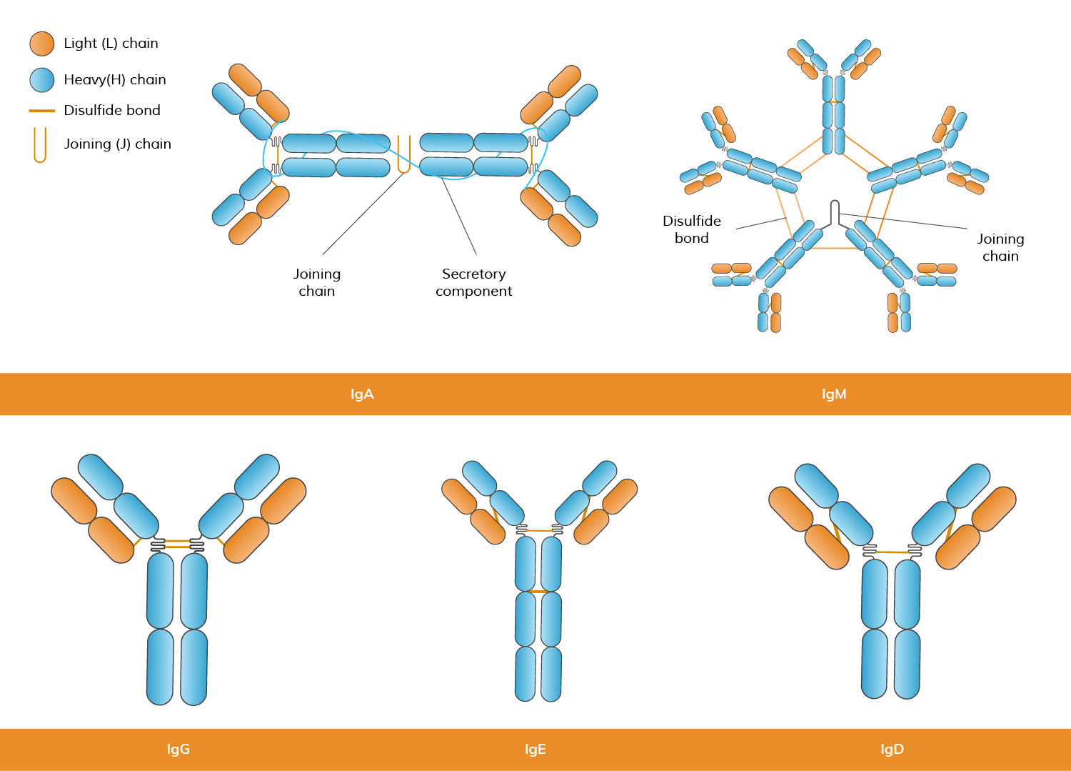 typical antibody structure