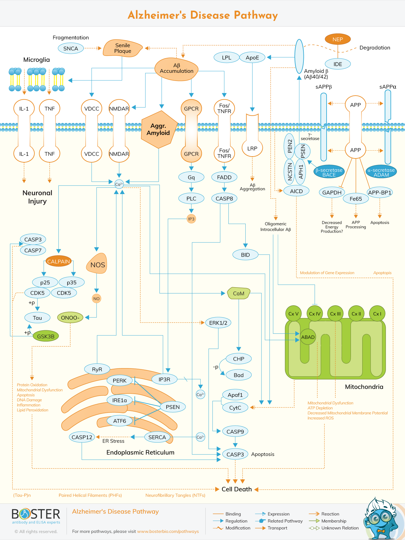 Alzheimer S Stages The 7 Stages Of Alzheimer's Disease