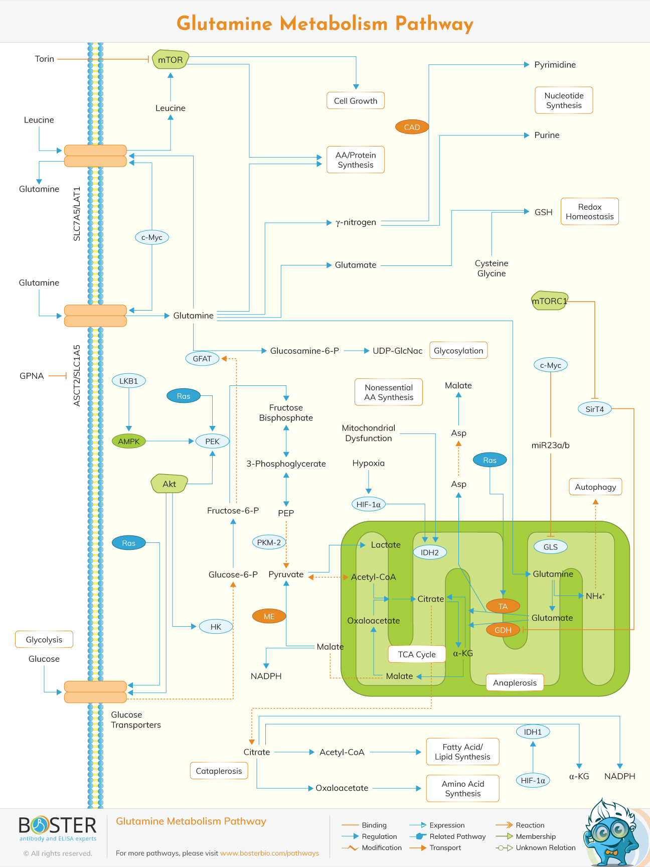 Glutamic Acid To Glutamine Alanine Glutamate | C8H14N2O5 | CID 128841