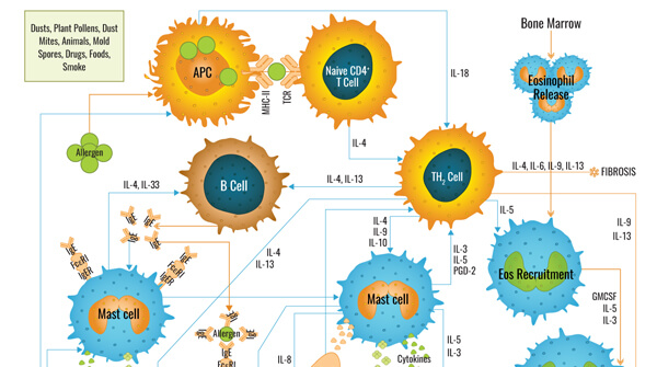 Allergic Response Pathway